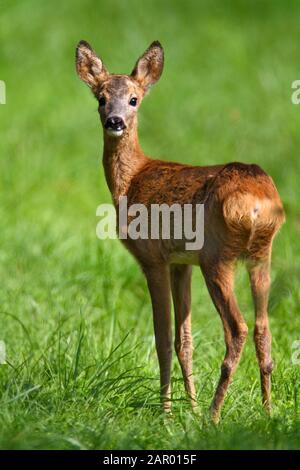 Young Roe deer Stock Photo - Alamy