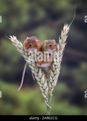 Harvest mouse balancing on some wheat stalks Stock Photo - Alamy