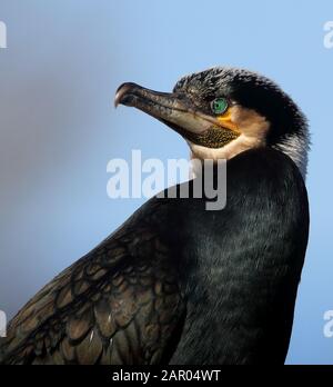 Cormorant bird close up taken on the Somerset levels showing their ...