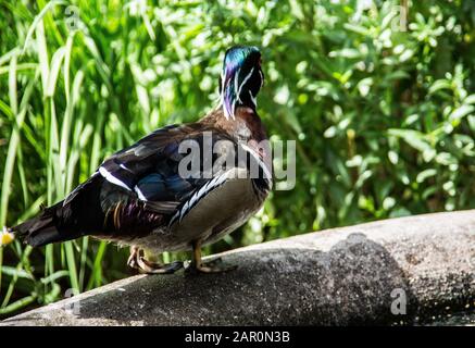 Duck perches on tree trunk Stock Photo - Alamy