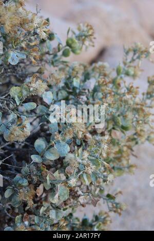 Growing on rocky slopes inhospitable to many plant species near Indian ...