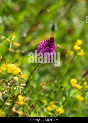 Close up of purple pyramid orchids in meadow, UK Stock Photo - Alamy