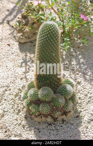 Beautiful white and pink cactus flowers on natural background. Copy ...