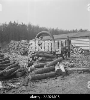 Logs of trees at a woodworking factory Stock Photo - Alamy
