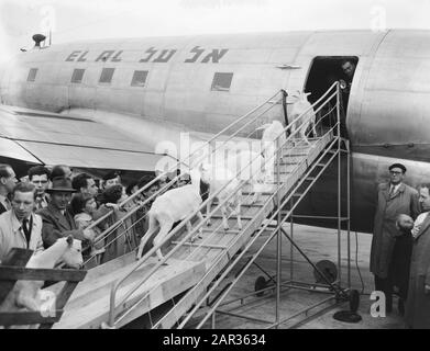 Goats by plane for the young state of Israel, October 13, 1954, GOATS ...