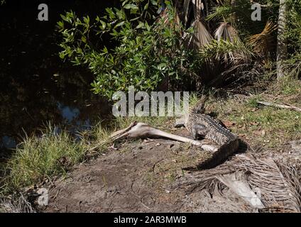 An American saltwater crocodile (Crocodylus acutus) swimming in the ...