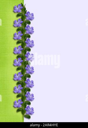 Blue periwinkle flowers on green leaves background. High quality photo ...