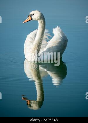 A vertical shot of a white swan in a pond Stock Photo - Alamy