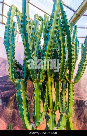 A flowering Euphorbia candelabrum, a succulent species of plant in the ...