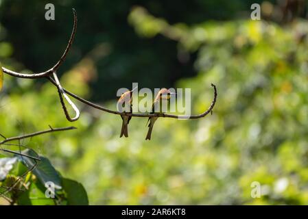 Bee eater at Arippa Forest Range Stock Photo - Alamy
