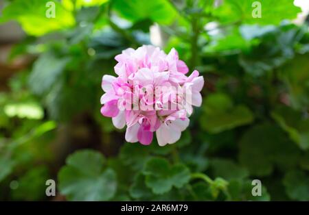 Pink bicolor pink and white geraniums in the home garden Stock Photo ...
