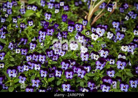 Colourful Spring Formal Garden Stock Photo - Alamy