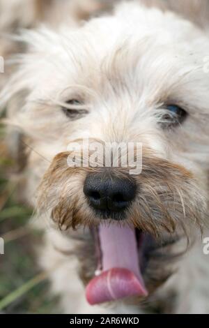 Close up shot of a dirty sheep dog Stock Photo - Alamy