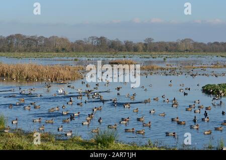 Catcott; The Levels; Somerset; UK Stock Photo - Alamy