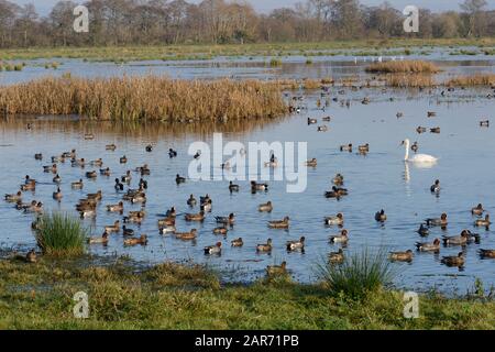 Wigeon (Anas penelope) flock and other wildfowl on flooded pastureland, Catcott Lows National ...