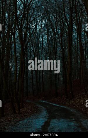 spooky forest path at night Stock Photo - Alamy
