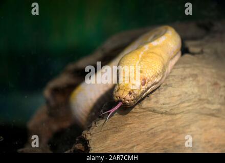 A Burmese Python in a glass cage at a State Zoo Stock Photo - Alamy