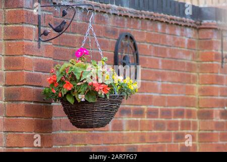 Hanging basket against a brick wall, containing bidens, geraniums ...