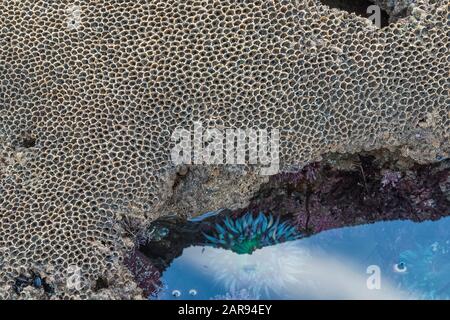 Honeycomb Tube Worm, Phragmatopoma californica, colony adjacent to ...