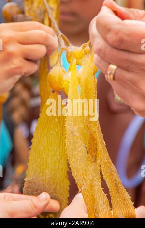 Giant kelp, Macrocystis pyrifera, is also known as Giant bladder kelp ...