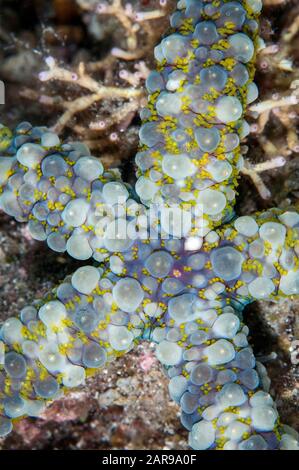 Warty Sea Star, Echinaster callosus, night dive, Barracuda Rock dive ...