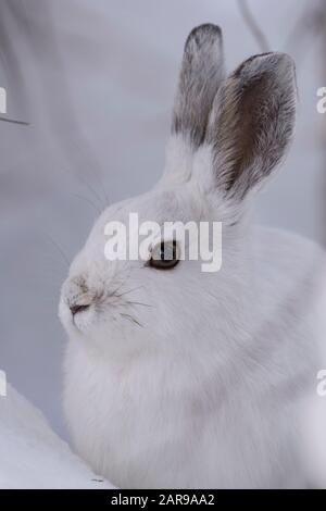 Snowshoe hare in the Wasatch Mountains of Utah Stock Photo - Alamy