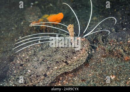 Cockatoo flounder, Samaris cristatus, Sulawesi Indonesia Stock Photo ...