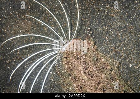 Cockatoo flounder, Samaris cristatus, Sulawesi Indonesia Stock Photo ...
