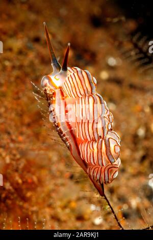 Donut Doto Nudibranch, Doto greenamyeri, on Hydroid (Hydrozoa Class ...