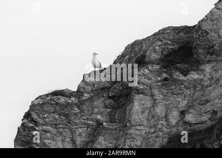 A lonely seagull stands on the giant rock at St Austell, Cornwall ...