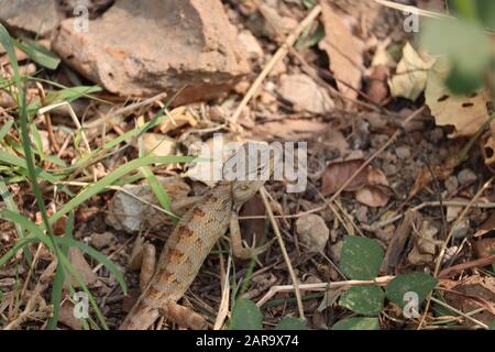 Macro of a Panther Chameleon face Stock Photo - Alamy