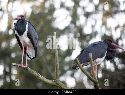 Two Different Stork Species In One Frame Stock Photo - Alamy