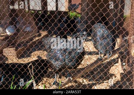 Chicken breed Ayam Tsemani on a poultry farm in the cage Stock Photo ...
