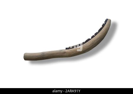 Neolithic sickle made with stone flints. Prehistoric agricultural ...