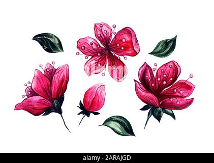 Plum blossom flowers, watercolor hand drawn Asian pink flowers bunch ...