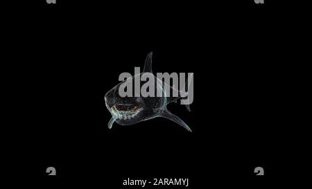 Shark Hologram Wireframe. Nice 3D Render on a black background Stock ...