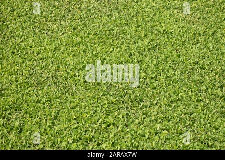 Salvinia Natans called as floating water moss a Aqua Plant floating on ...