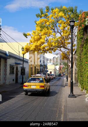 Yellow Primavera tree in bloom on side of street, in old colonial part ...