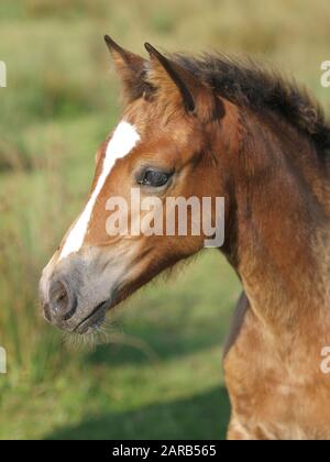 A head shot of a pretty Welsh Cob foal in a meadow Stock Photo - Alamy