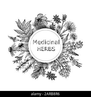 Hand drawn collection of medicinal plants and herbs on the white ...