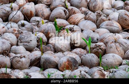 Coconut palm seedling (Cocos nucifera) growing from seed Stock Photo ...