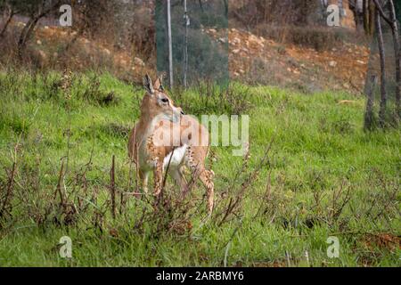 Magnificent animals in the Israeli zoo Safari Stock Photo - Alamy