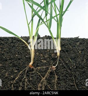Wheat plant growth stage 21 with long sub-crown internode with deep ...