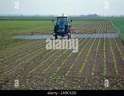 Ford tractor with mounted boom sprayer spraying a seedling pea crop ...