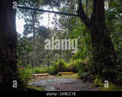 Wooden swings between trees in rainforest in Hotel resort in Munnar ...
