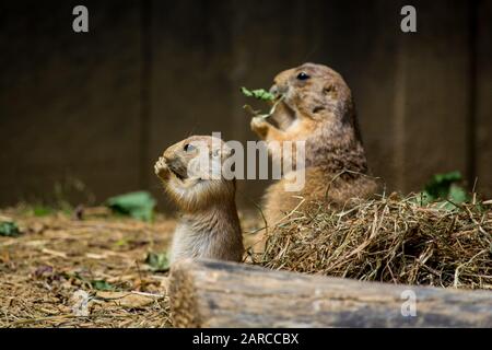 Funny gophers squirrel in the zoo. hamsters in the nature. Close up of ...