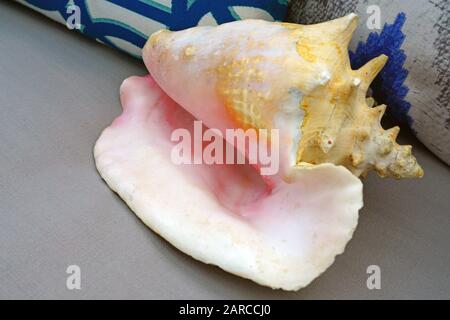 A decorative pink conch shell Stock Photo - Alamy