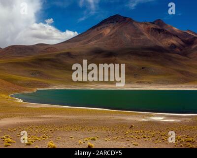 Vicuna Chile Atacama Desert Vicuna Stock Photo - Alamy