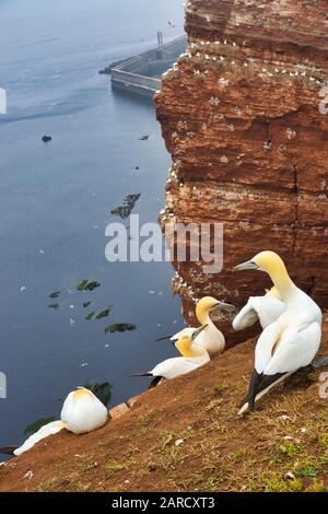 Colony of northern garnet on the rock of island in Ireland. Wild bird ...