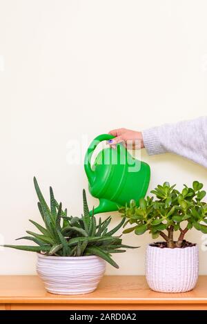 Succulent plants on table. Garden hobby Stock Photo - Alamy